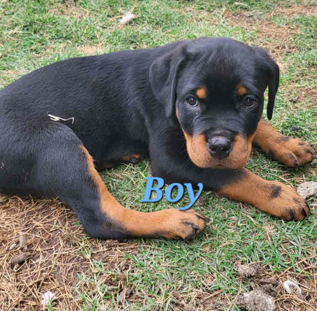 1 Male Rottweiler Puppy -Available Now! | Dogs & Puppies | Gumtree ...