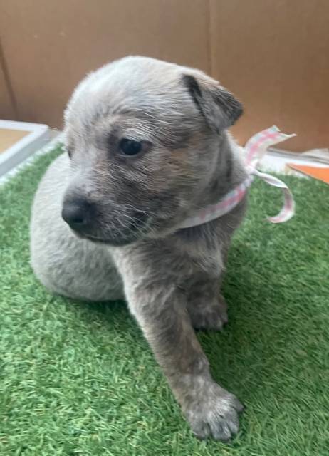 Stumpy Blue Cattle Dog Puppies | Dogs & Puppies | Gumtree Australia ...