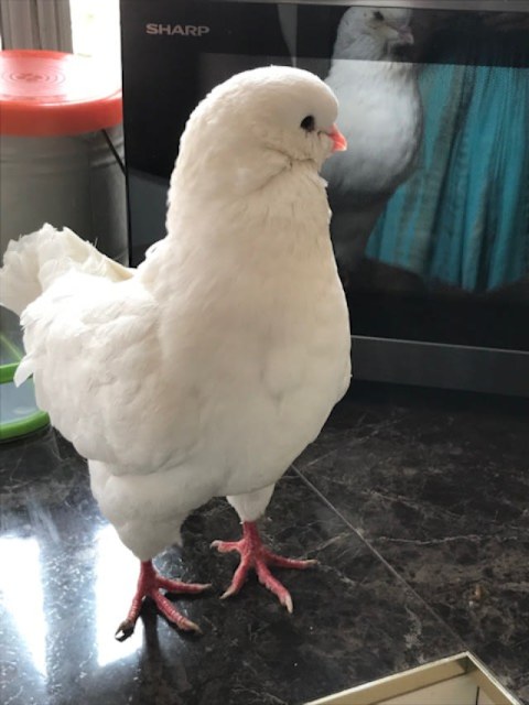 Modena Pigeons | Birds | Gumtree Australia Wanneroo Area - Yanchep ...