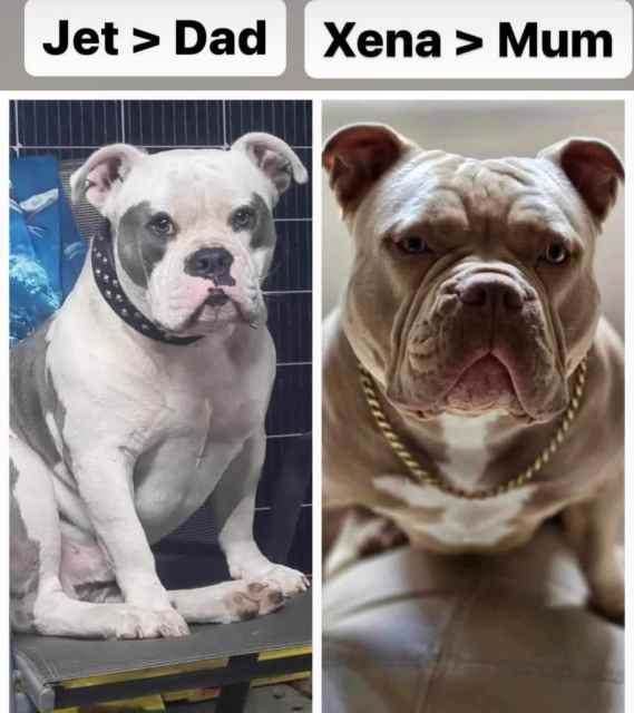 Abkc registered American bullies | Dogs & Puppies | Gumtree Australia ...