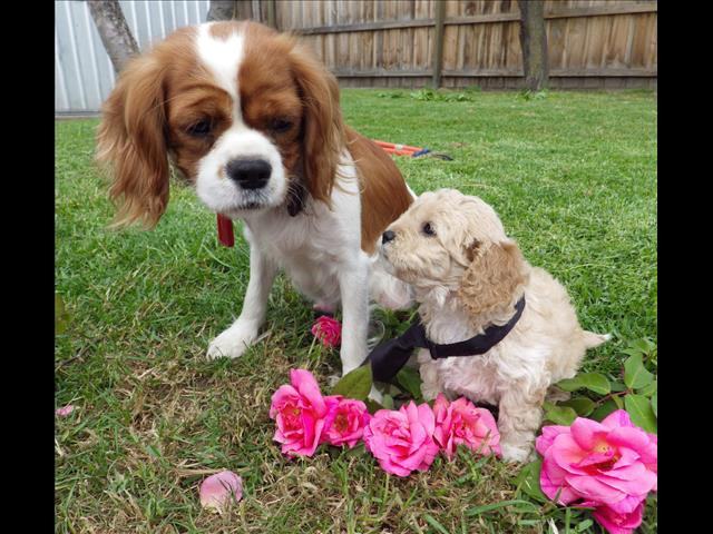 Cavoodle | Dogs & Puppies | Gumtree Australia Cooma-Monaro Area - Cooma ...