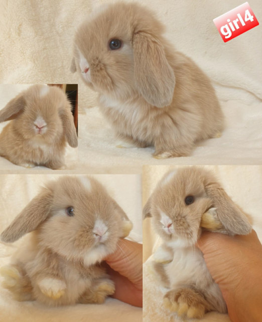 Pure-bred Mini Lop baby rabbits 💕 | Rabbits | Gumtree Australia ...