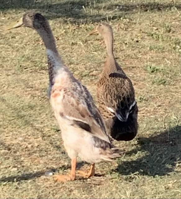 Indian Runner Ducks available trout | Livestock | Gumtree Australia ...