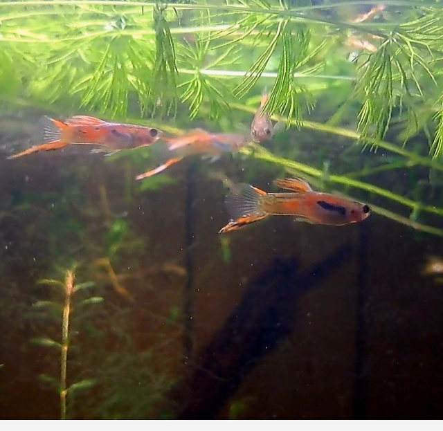 Colourful guppies, snail, cichlids, plants -trade | Fish | Gumtree ...