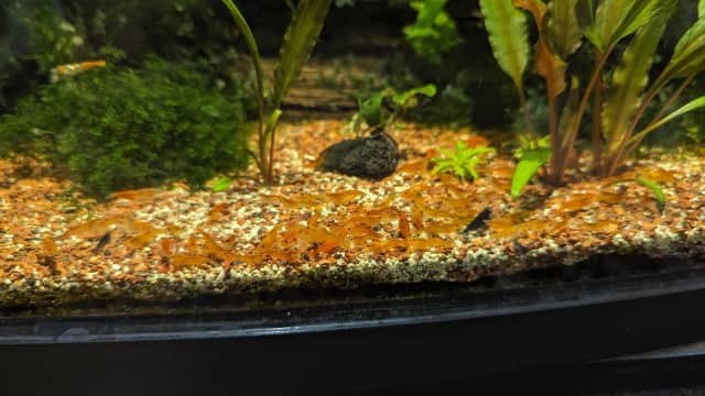 $2 Orange and $5 Orange Rili Neocaridina culls | Fish | Gumtree ...