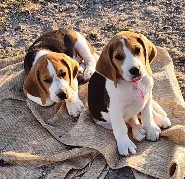 Purebred Beagle puppies. | Dogs & Puppies | Gumtree Australia Dalby ...