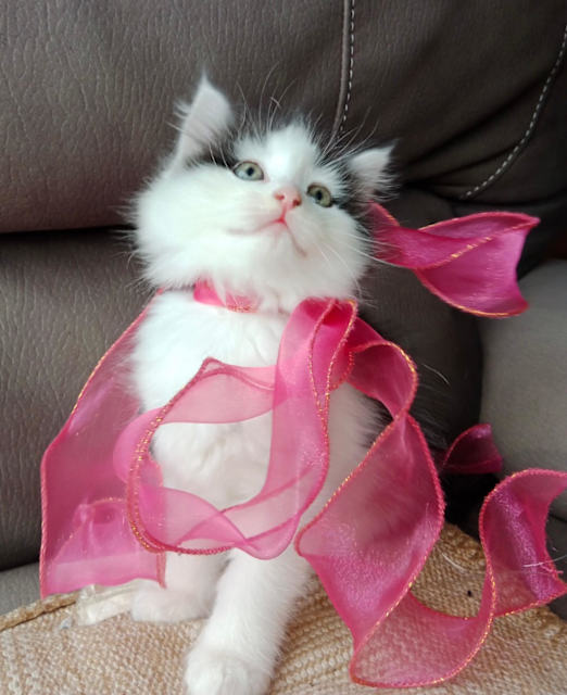 Chocolate British shorthair X Ragdoll Female kitten🐾🩷 | Cats & Kittens ...