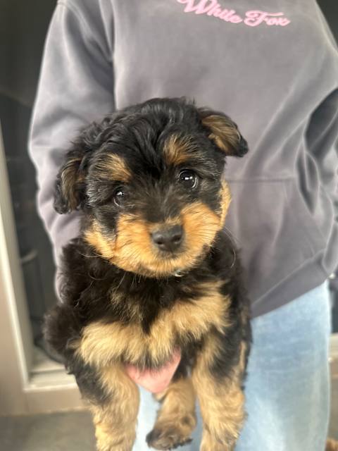 Toy poodle x Pomeranian (toy pomapoos) | Dogs & Puppies | Gumtree ...