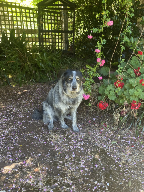 Maremma guardian dog | Dogs & Puppies | Gumtree Australia Manjimup Area ...