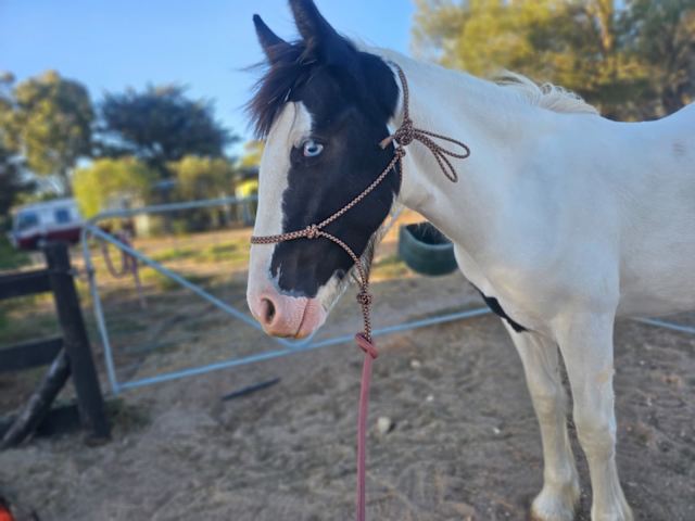 PERCHERON CROSS GYPSY COB FILLY | Horses & Ponies | Gumtree Australia ...