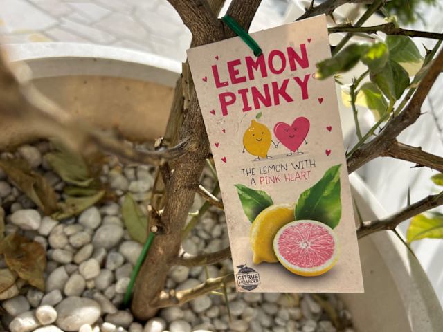 Two large citrus lemon trees in pots - Plants in Upper Mount Gravatt ...