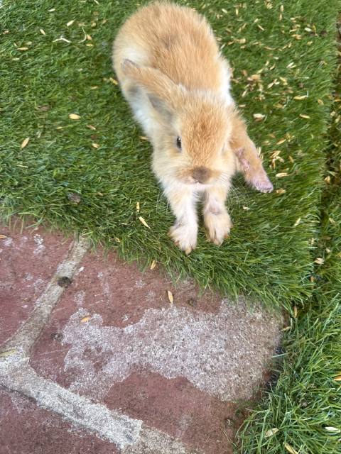 Rabbits for sale | Rabbits | Gumtree Australia Wyndham Area - Wyndham ...