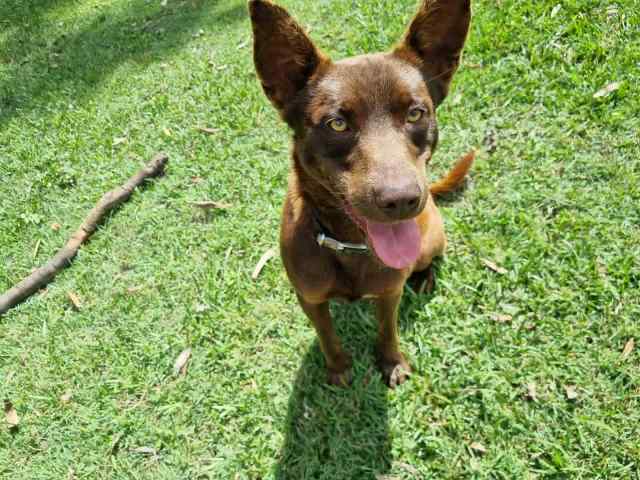 Purebred Red Kelpie | Dogs & Puppies | Gumtree Australia Logan Area ...