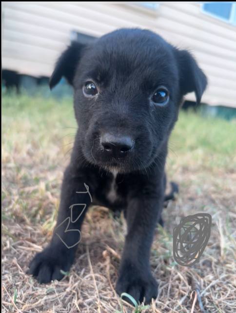 7 beautiful Blue heeler x labrador pups negotiable | Dogs & Puppies ...