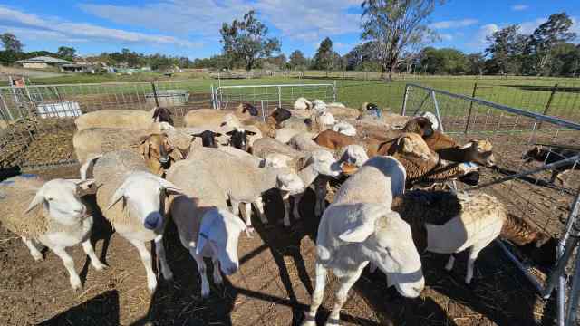 Animals - Hobby farm reduction | Livestock | Gumtree Australia Logan ...