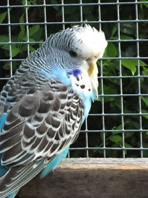 Budgies | Birds | Gumtree Australia Nowra-Bomaderry - Nowra | 1331739929