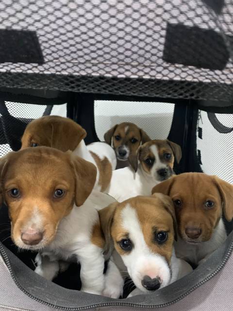 Jack hound puppies need homes | Dogs & Puppies | Gumtree Australia ...