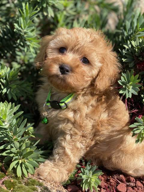 Three Ruby Cavoodle boys available | Dogs & Puppies | Gumtree Australia ...