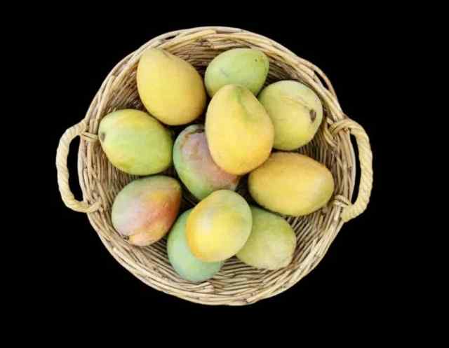 Grafted Mango trees - Plants in Lakemba NSW | Gumtree Australia