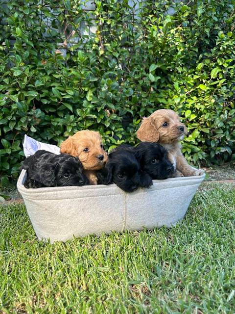 First Generation Miniature Cavoodle Puppies | Dogs & Puppies | Gumtree ...