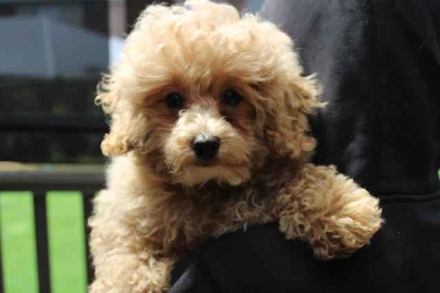 Pure Toy Poodle Male | Dogs & Puppies | Gumtree Australia Baw Baw Area ...