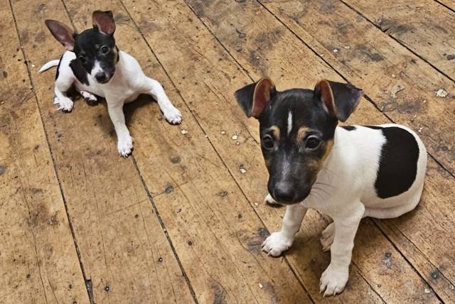 Mini Foxie Puppies | Dogs & Puppies | Gumtree Australia Coonamble Area ...