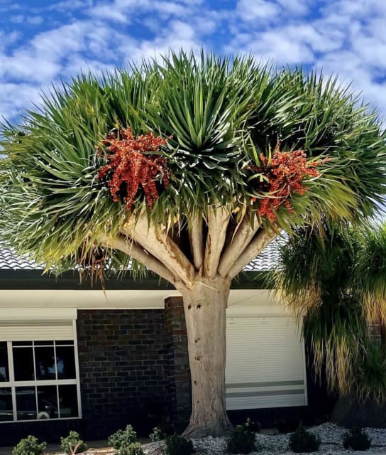 Dragon tree | Plants | Gumtree Australia Fairfield Area - Edensor Park ...