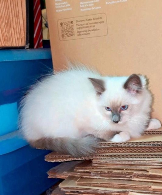 Beautiful Blue Point Ragdoll Kittens 14 weeks old | Cats & Kittens ...
