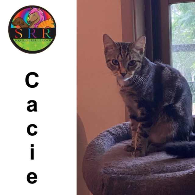 Cacie - Soquilichi Rescue Ranch | Cats & Kittens | Gumtree Australia ...
