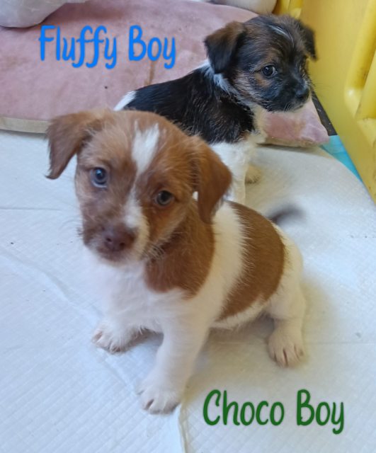 4 cute little foxie x jacktease pups | Dogs & Puppies | Gumtree ...