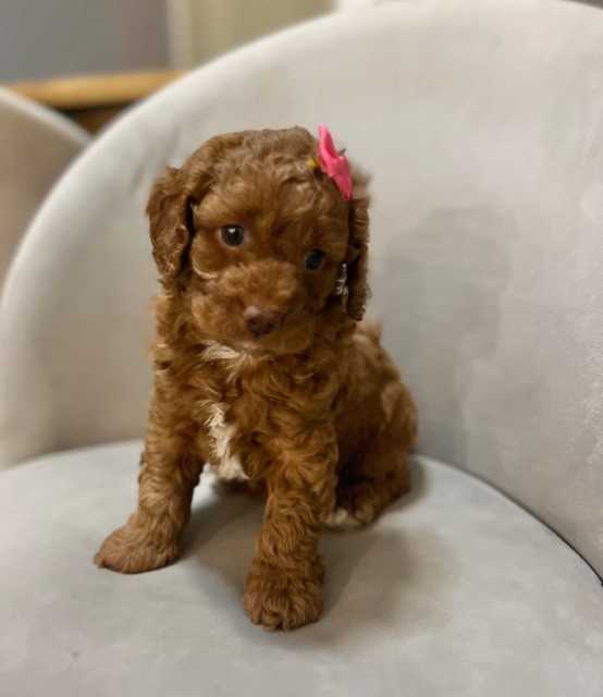 Cavoodle ruby red last one left | Dogs & Puppies | Gumtree Australia ...
