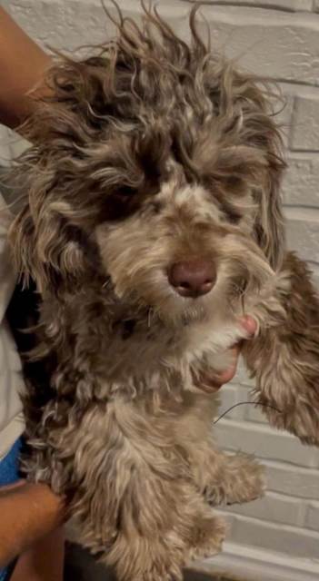 lilac & liver merle female cavoodle | Dogs & Puppies | Gumtree ...