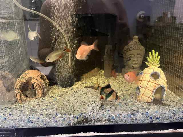 Assorted Tropical Fish | Fish | Gumtree Australia Brisbane North West ...