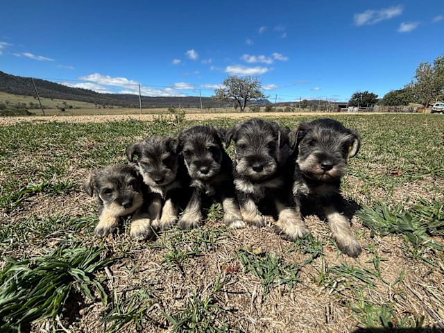Purebred Miniature Schnauzer Puppies | Dogs & Puppies | Gumtree ...