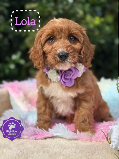 Ruby Mini Cavoodle Puppies | Dogs & Puppies | Gumtree Australia ...
