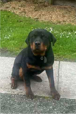 Male Bobtail Rottweiler Pup (9 months old) | Dogs & Puppies | Gumtree ...