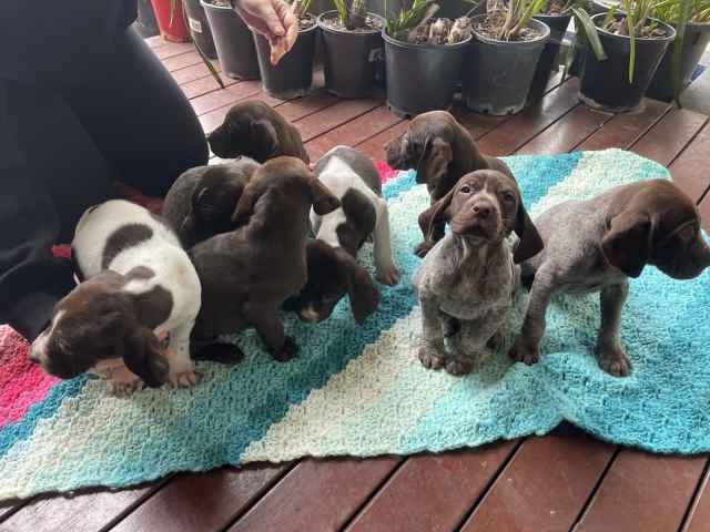 Gsp German short head pointers | Dogs & Puppies | Gumtree Australia ...