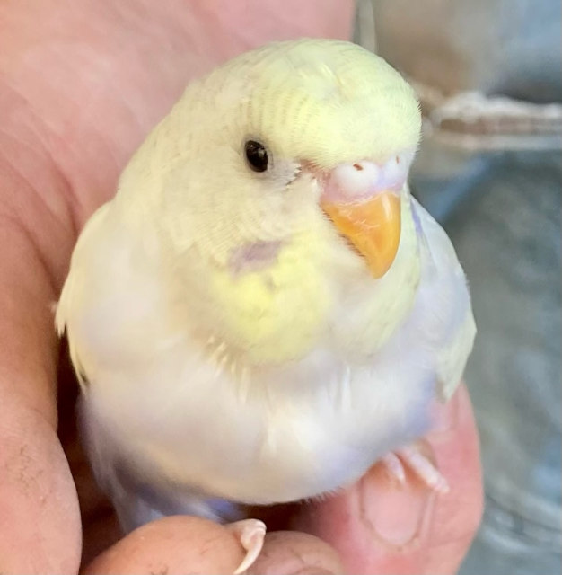 Beautiful Baby Budgies | Birds | Gumtree Australia Brisbane South East ...