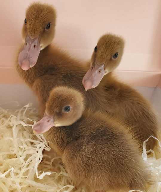 Buff Orpington ,Muscovy Ducks Hens Turkey Toms Chickens Chicks Pullet ...