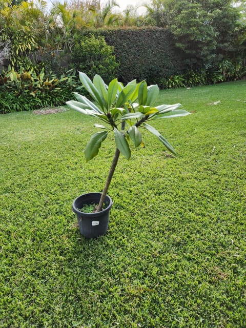 Frangipani in pot - 1 metre tall Yellow Flowers | Plants | Gumtree ...