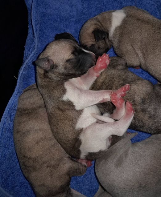 Purebred Whippet Puppies | Dogs & Puppies | Gumtree Australia Manjimup ...