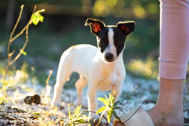 Minitural Foxy Mini Foxie Terrier Puppies | Dogs & Puppies | Gumtree ...