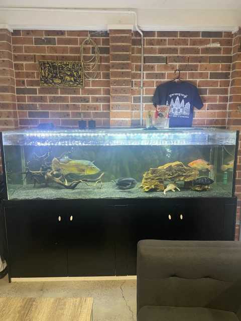 Aquarium fish tank | Fish | Gumtree Australia Liverpool Area - Prestons ...