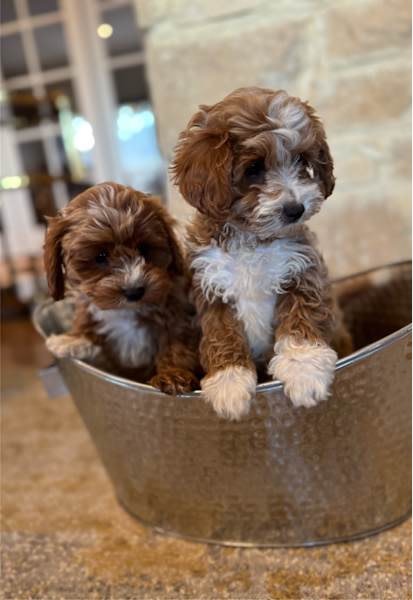 Exquisite Ruby Female Toy Cavoodles 🧡 | Dogs & Puppies | Gumtree ...