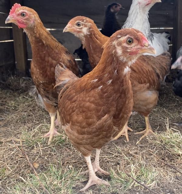 Heritage chicken Welsummer trio | Livestock | Gumtree Australia ...