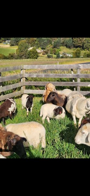 Dorper Sheep | Livestock | Gumtree Australia Kentish Area - Nook ...