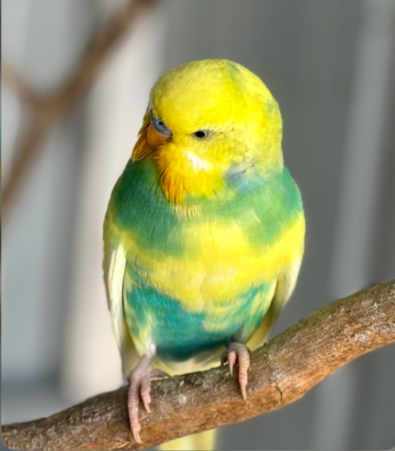 Beautiful colourful budgies for sale (mature & babies available ...