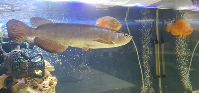 Saratoga arowana | Fish | Gumtree Australia Whittlesea Area - Lalor ...
