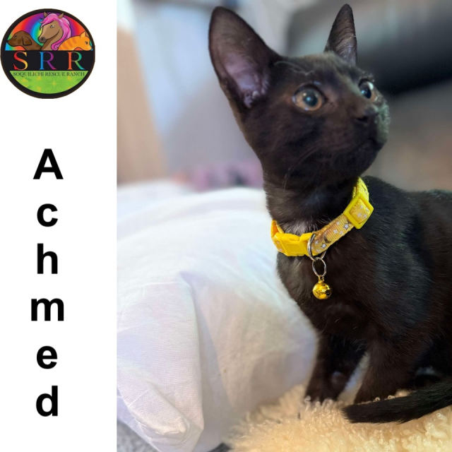 Achmed - Soquilichi Rescue Ranch | Cats & Kittens | Gumtree Australia ...