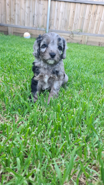 Toy Cavoodle Puppies for sale rare merle colour | Dogs & Puppies ...